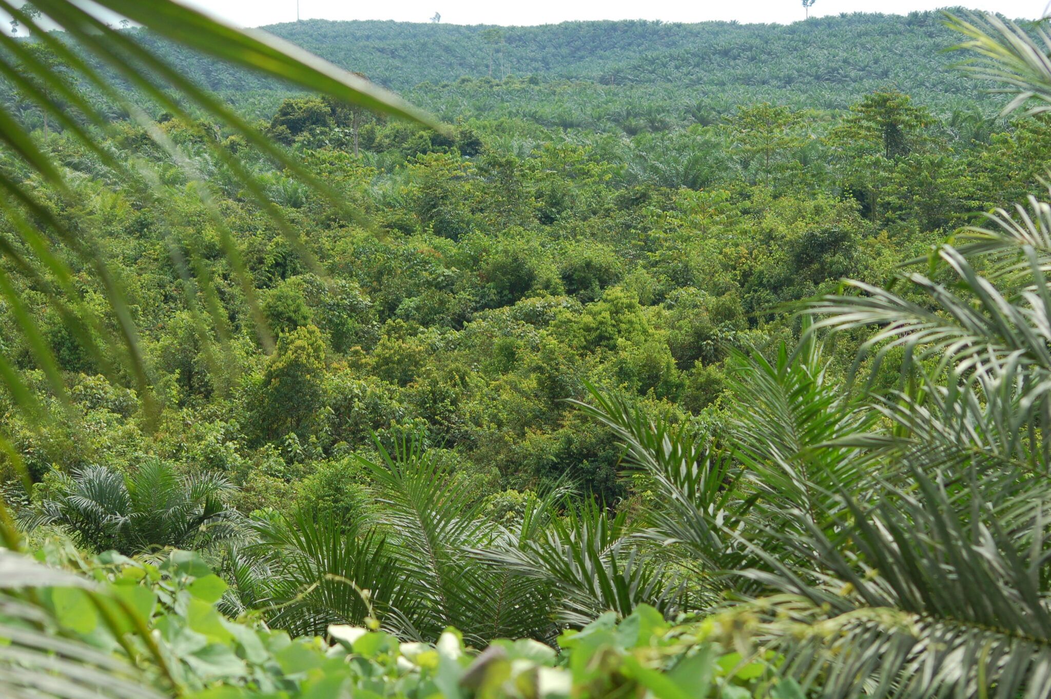 How to Prevent Forest Fires | Rainforest Alliance