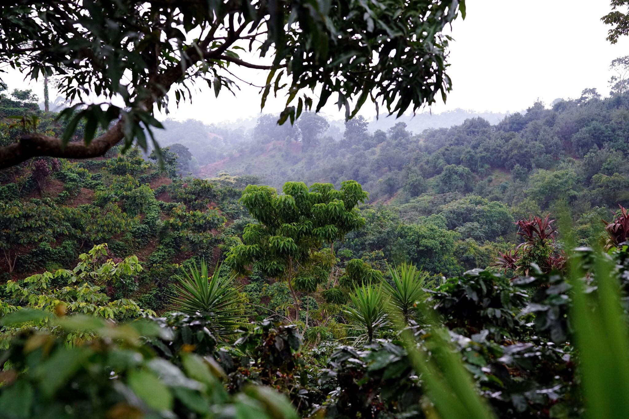 Climate Archives | Rainforest Alliance