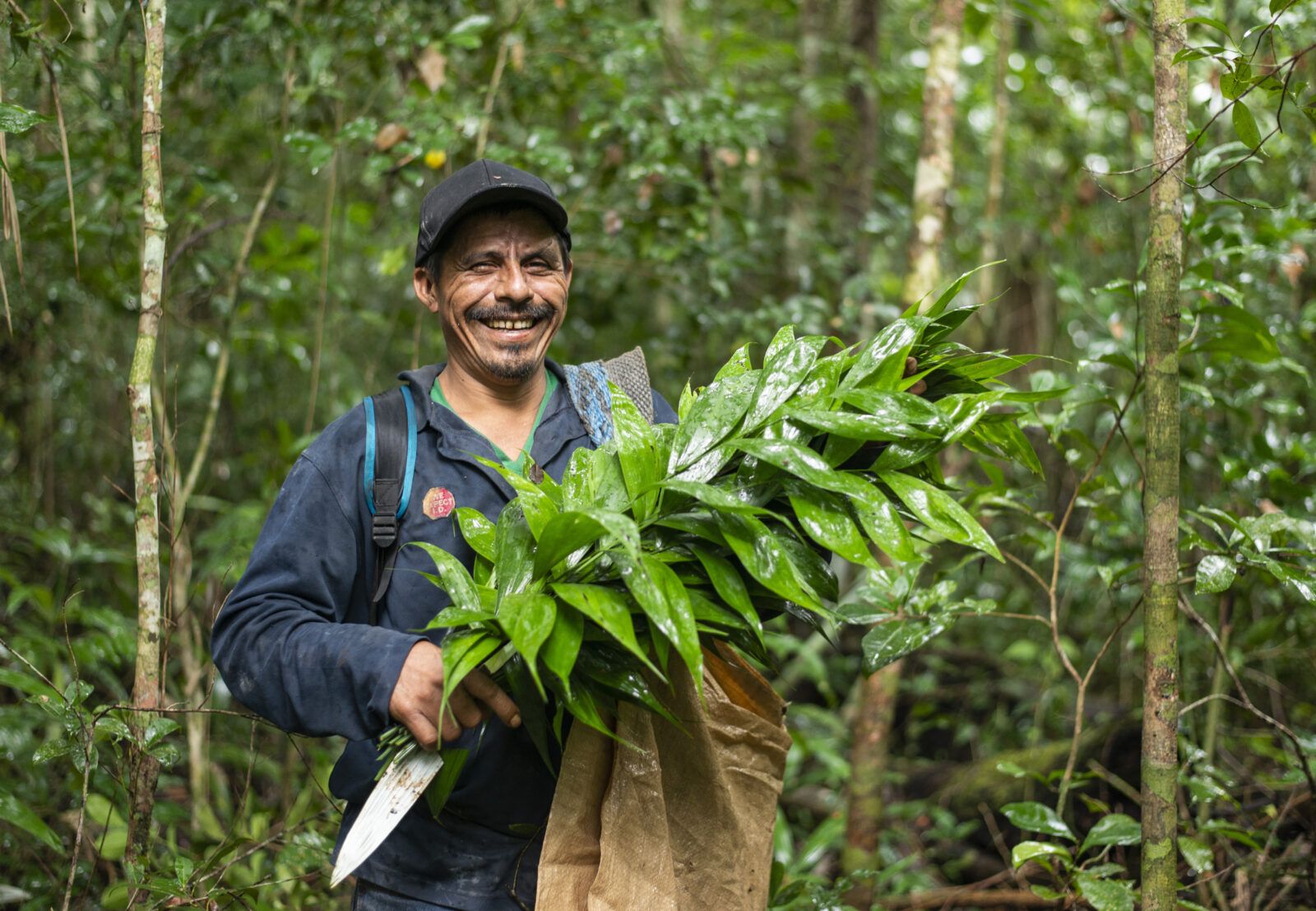 Ejemplos de manejo forestal para mercados | Rainforest Alliance