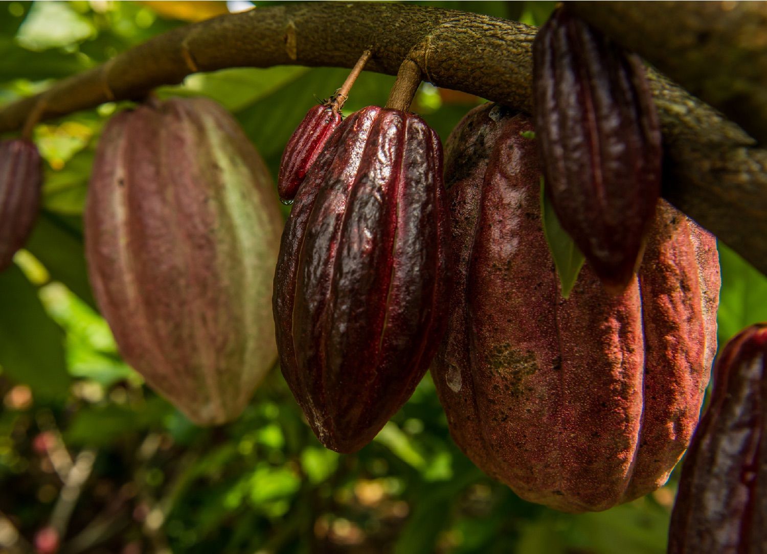 Define Your Sustainability Strategy and Commitments | Rainforest Alliance