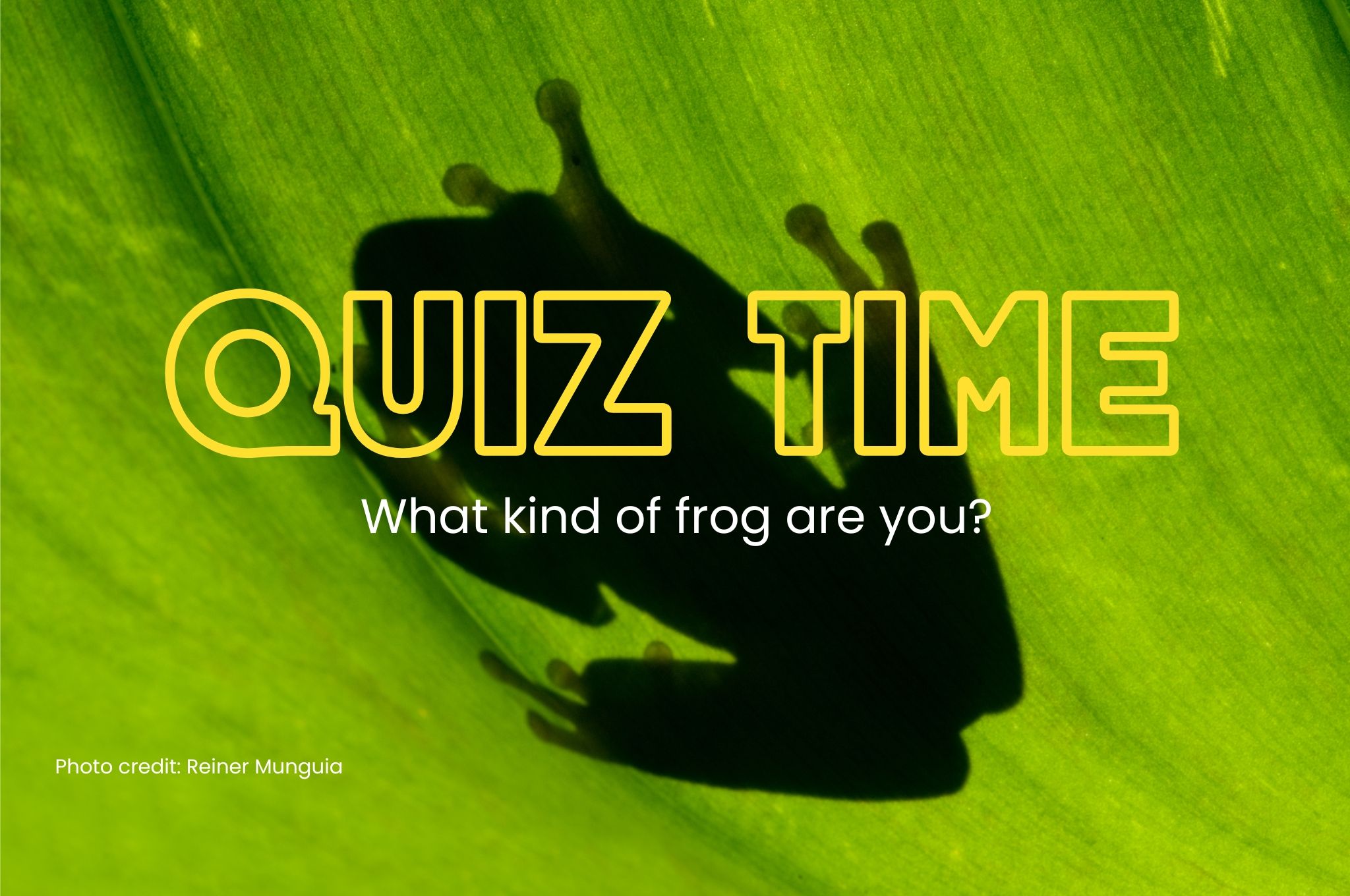 What Kind of Frog Are You? | Rainforest Alliance