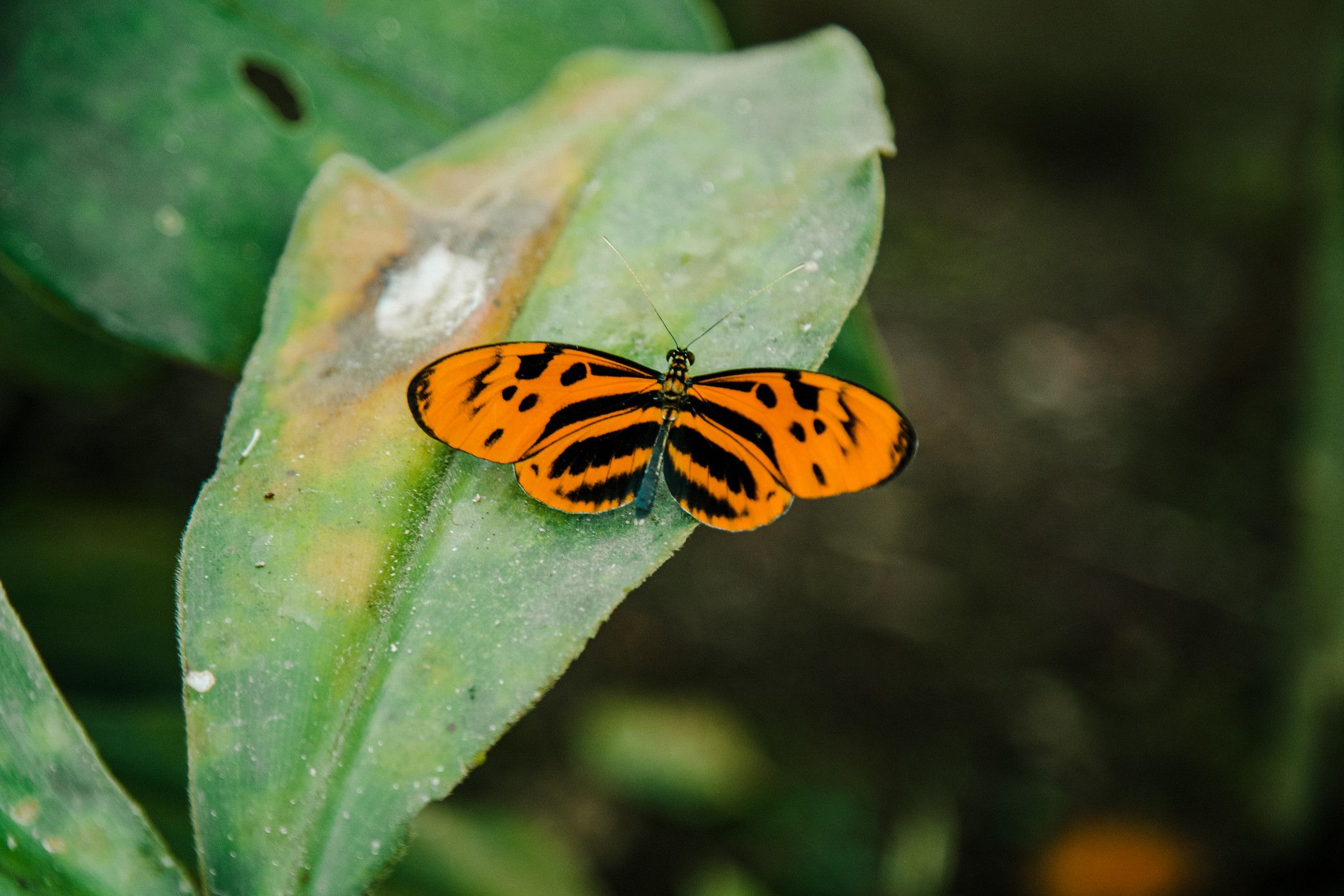 Act Now: Protect Our Pollinators | Rainforest Alliance