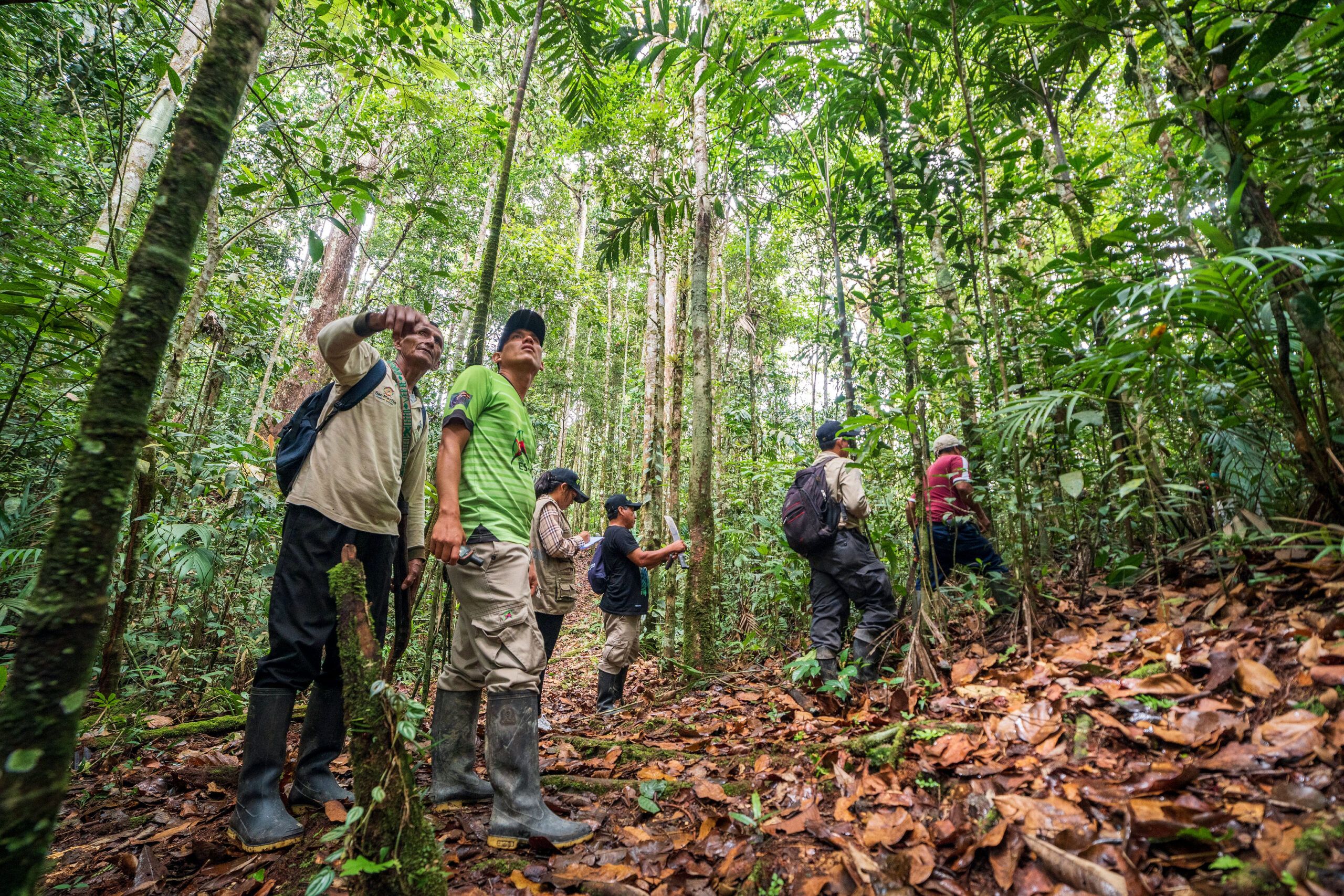 Home | Rainforest Alliance