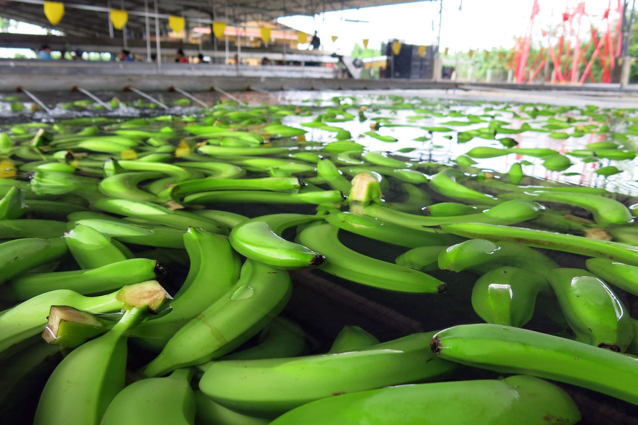 These Banana Farms in Costa Rica Are Growing a Brighter Future ...