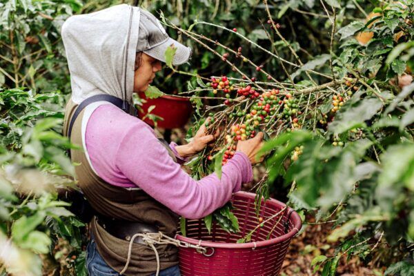 Our Coffee Journey With Nespresso | Rainforest Alliance