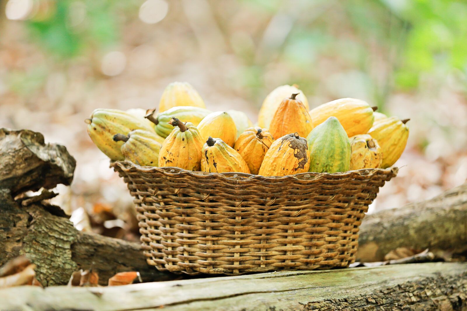 Child Labor in Ghana Cocoa: Tackling Root Causes Together
