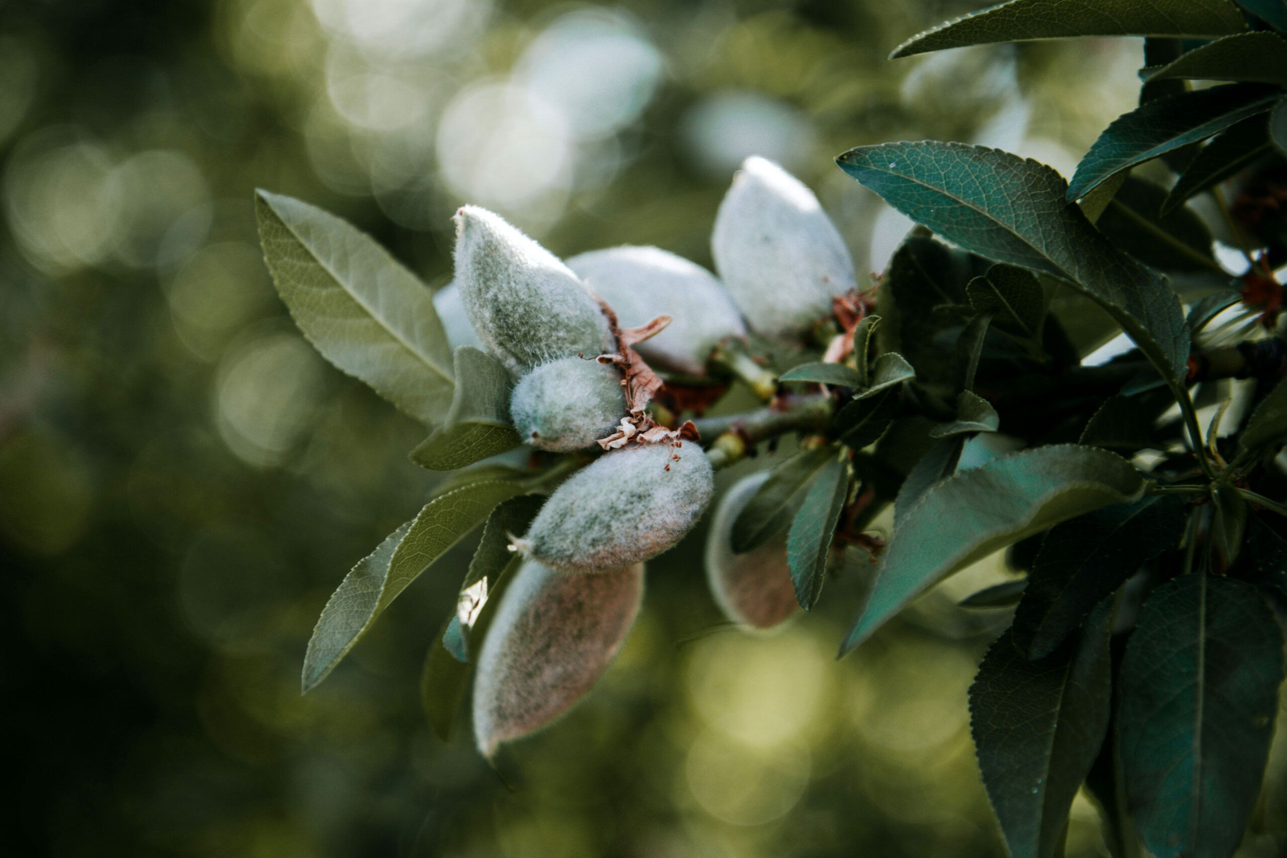 Rainforest Alliance Certified Almonds | Rainforest Alliance