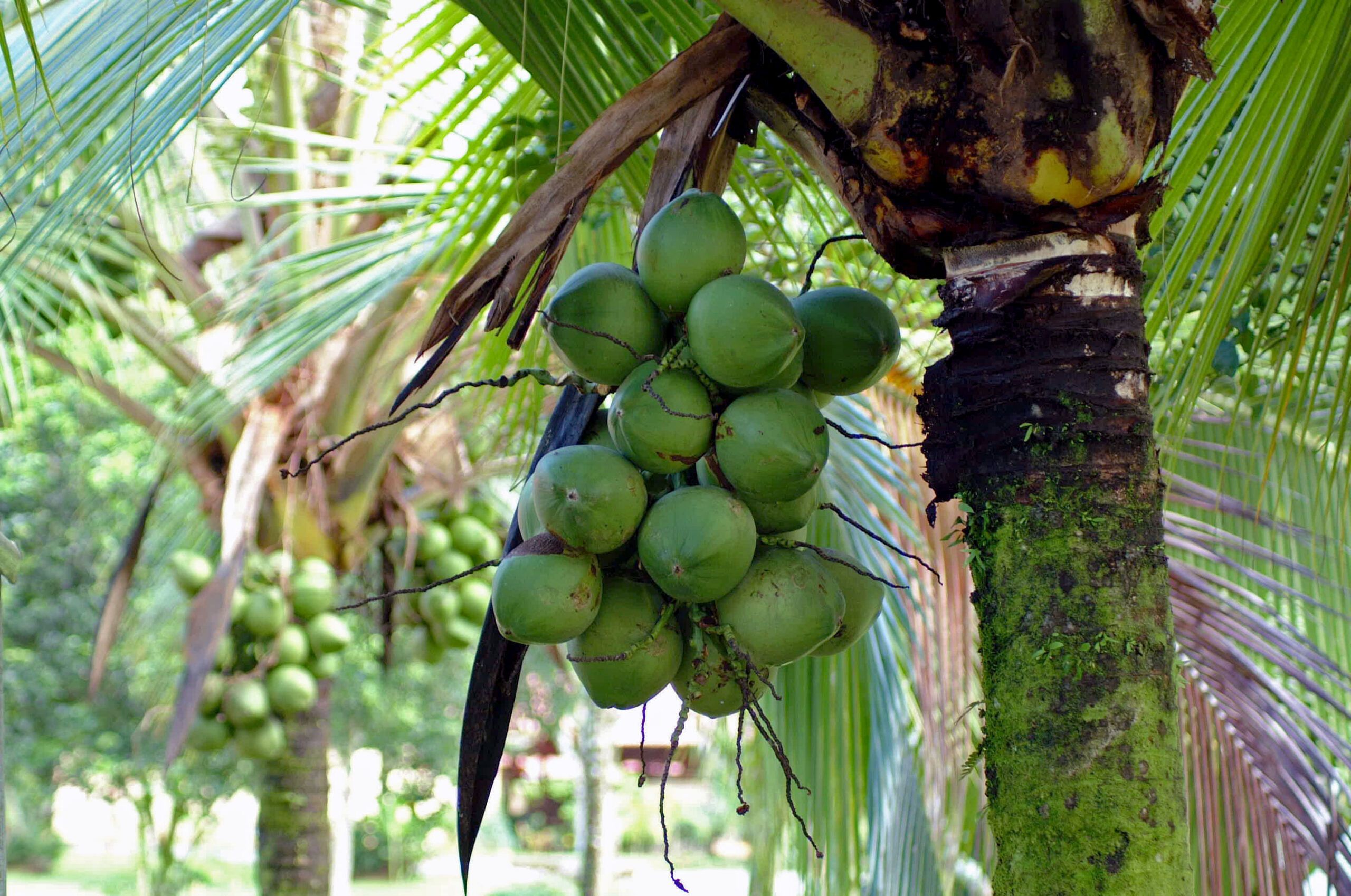 Coconut Tree In Rainforest