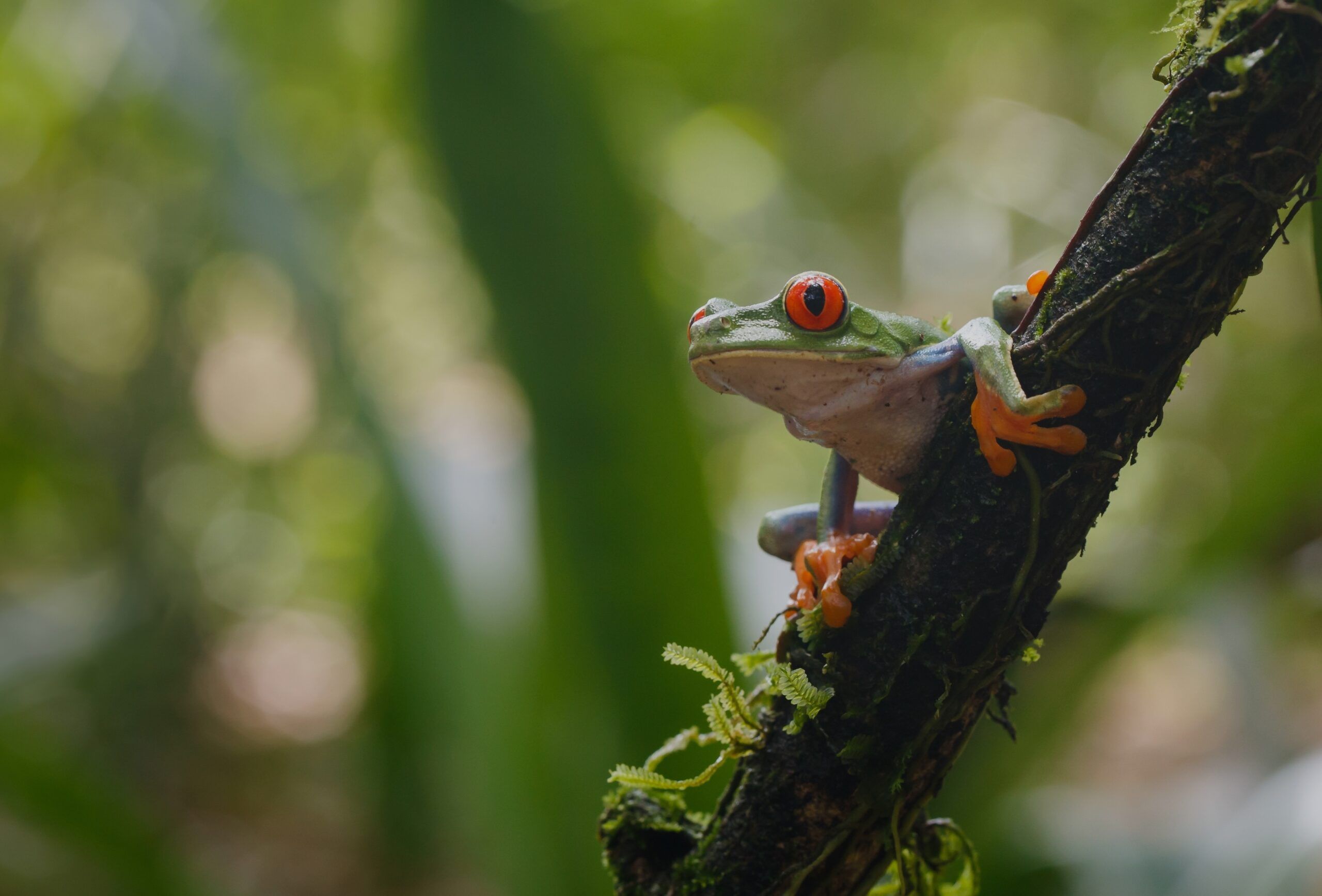 Rainforest Alliance | Creating a Better World for People and Nature