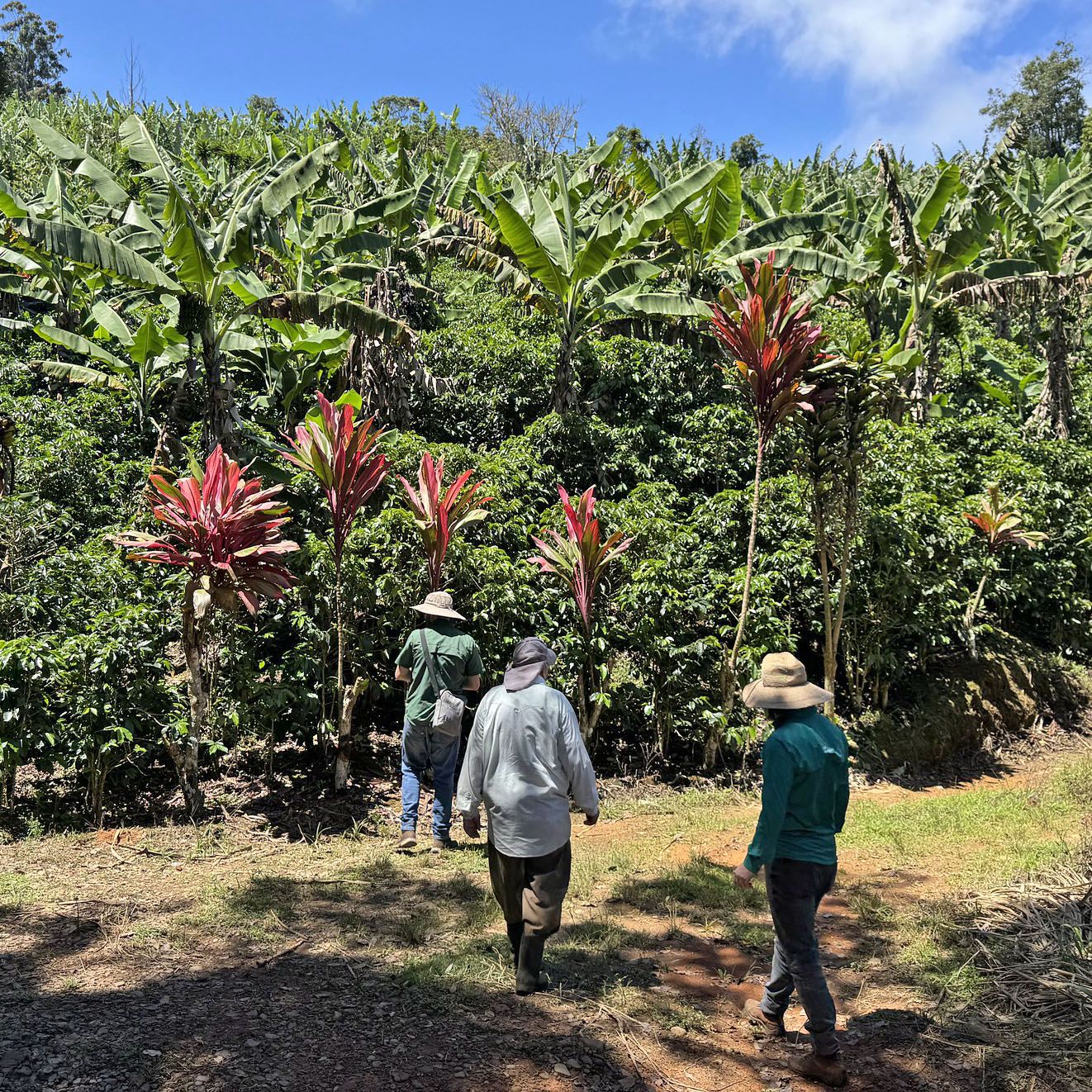 Announcing Nespresso’s Regenerative Coffee Journey at NYCW | Rainforest ...