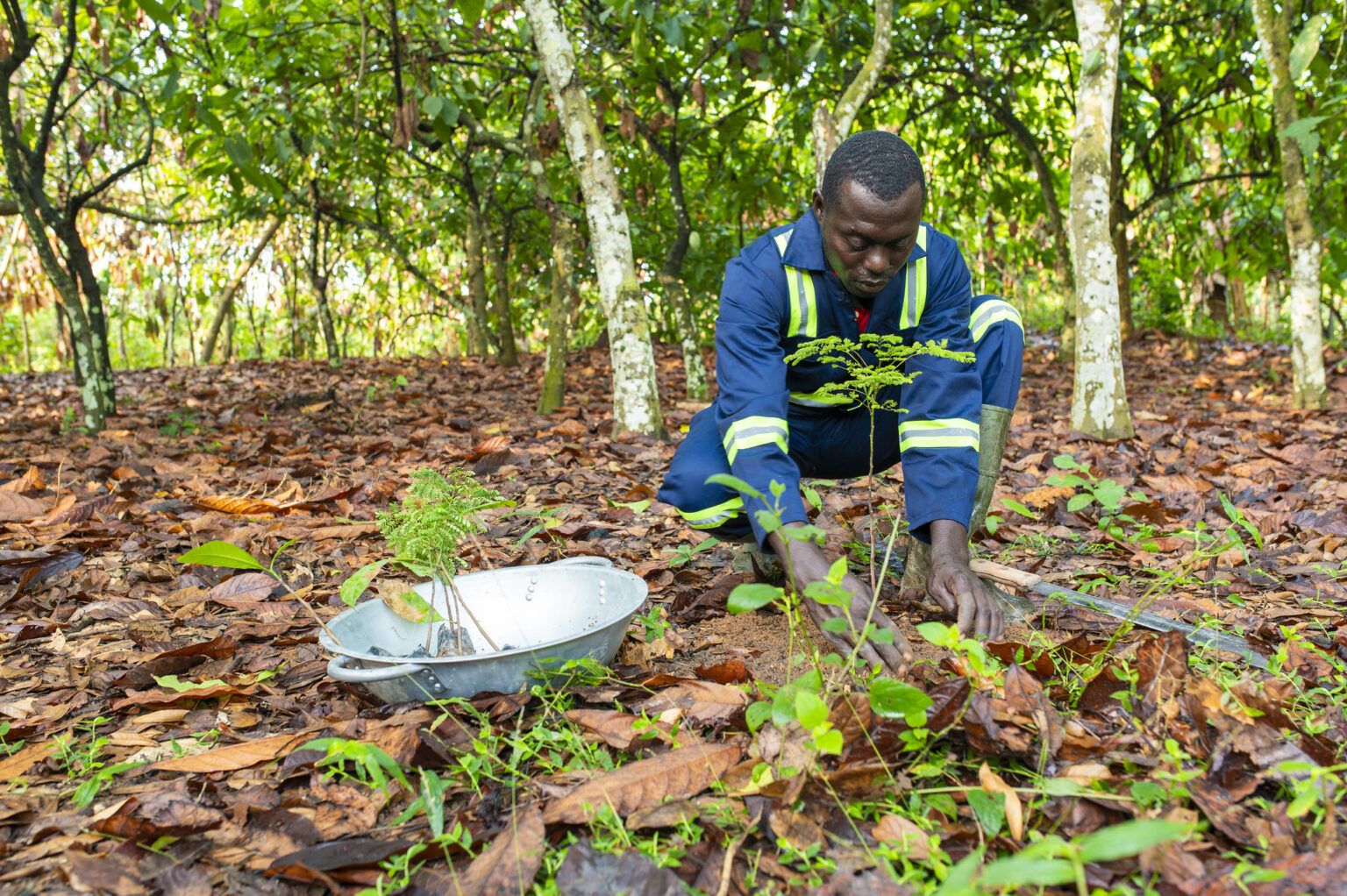 Certification Archives | Rainforest Alliance