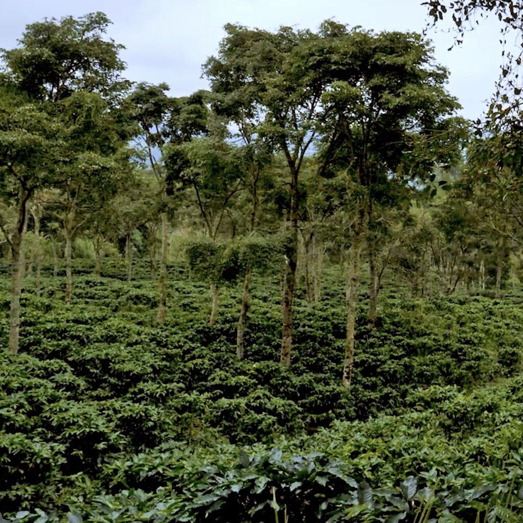 Announcing Nespresso’s Regenerative Coffee Journey at NYCW | Rainforest ...