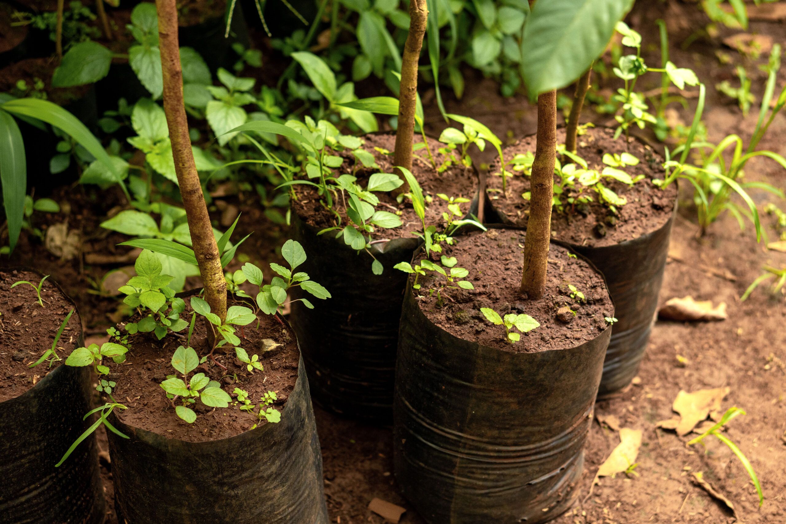 In che modo il nostro Standard di Agricoltura Rigenerativa genera un ...