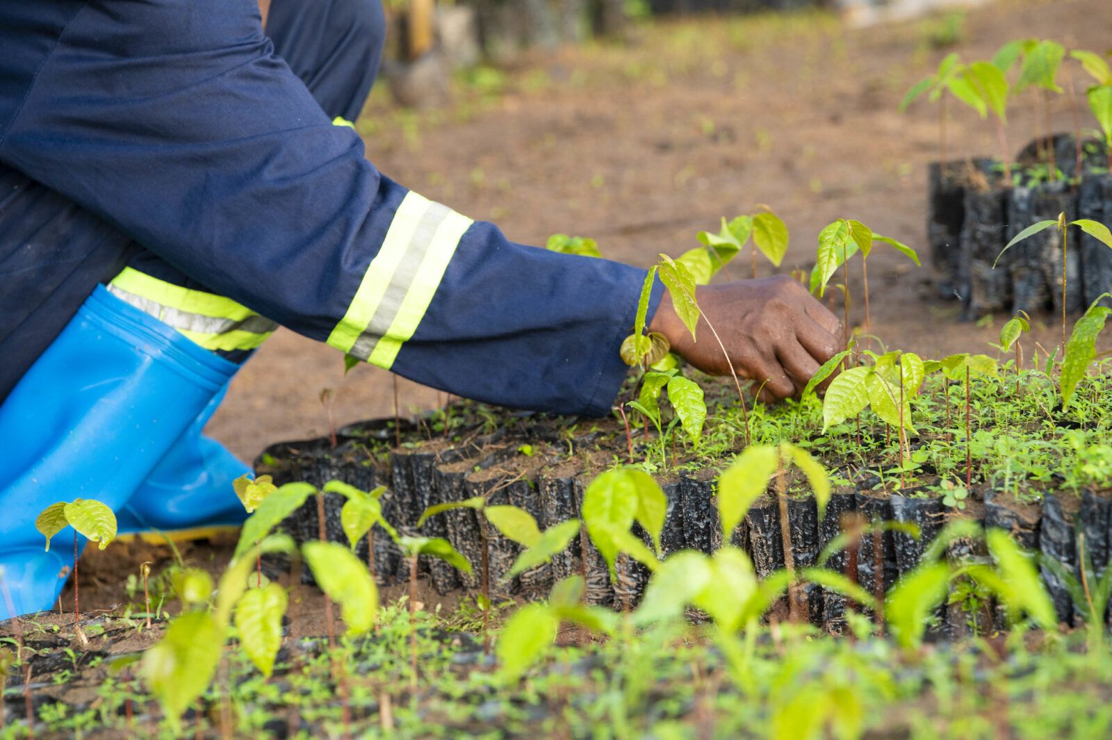 Our Work | Rainforest Alliance