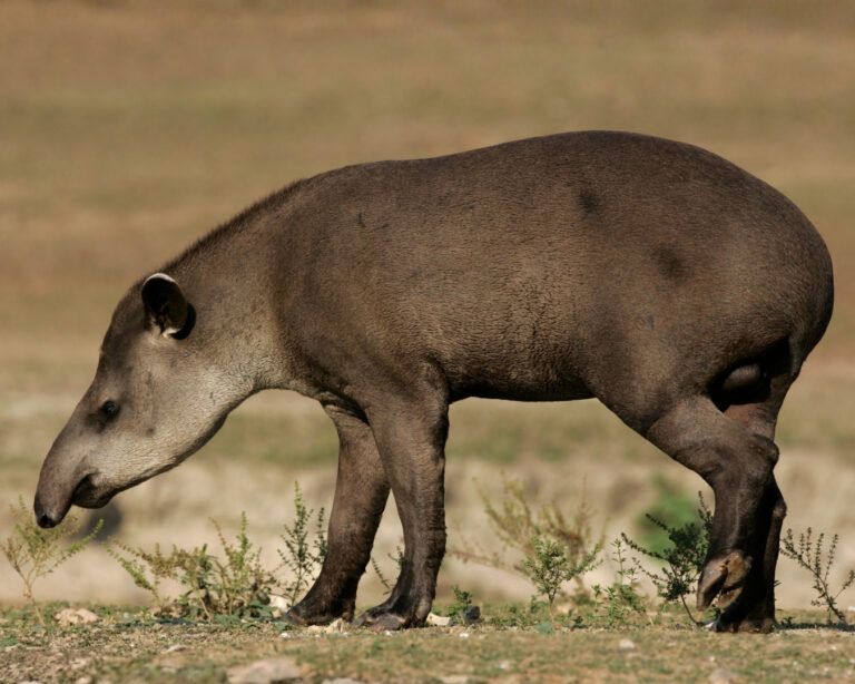 10 Endangered Rainforest Animals | Rainforest Alliance