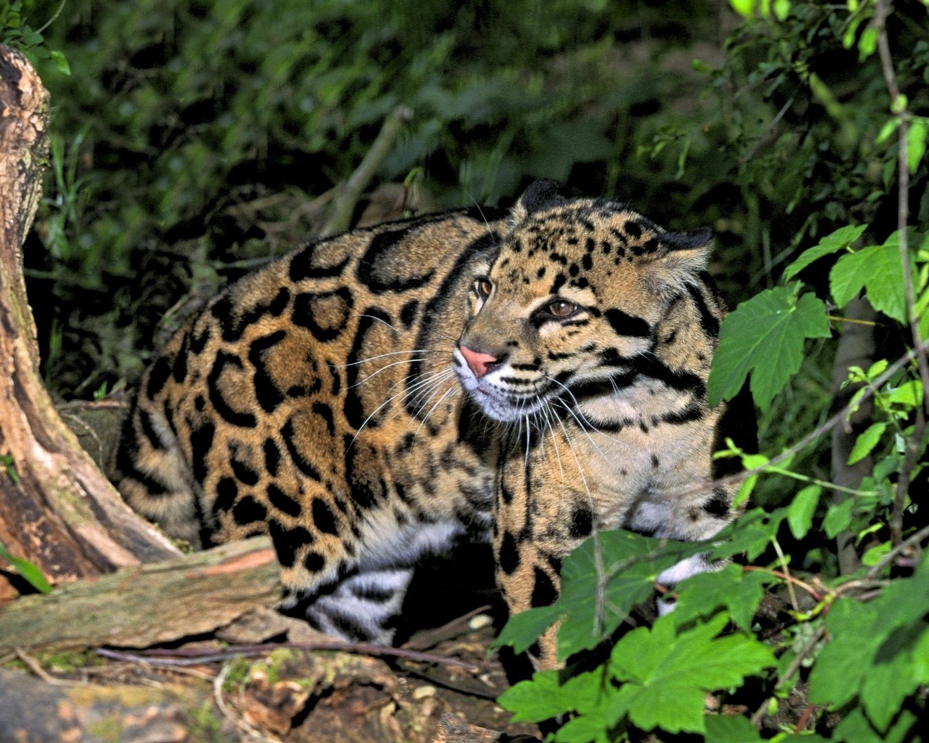 10 Endangered Rainforest Animals | Rainforest Alliance