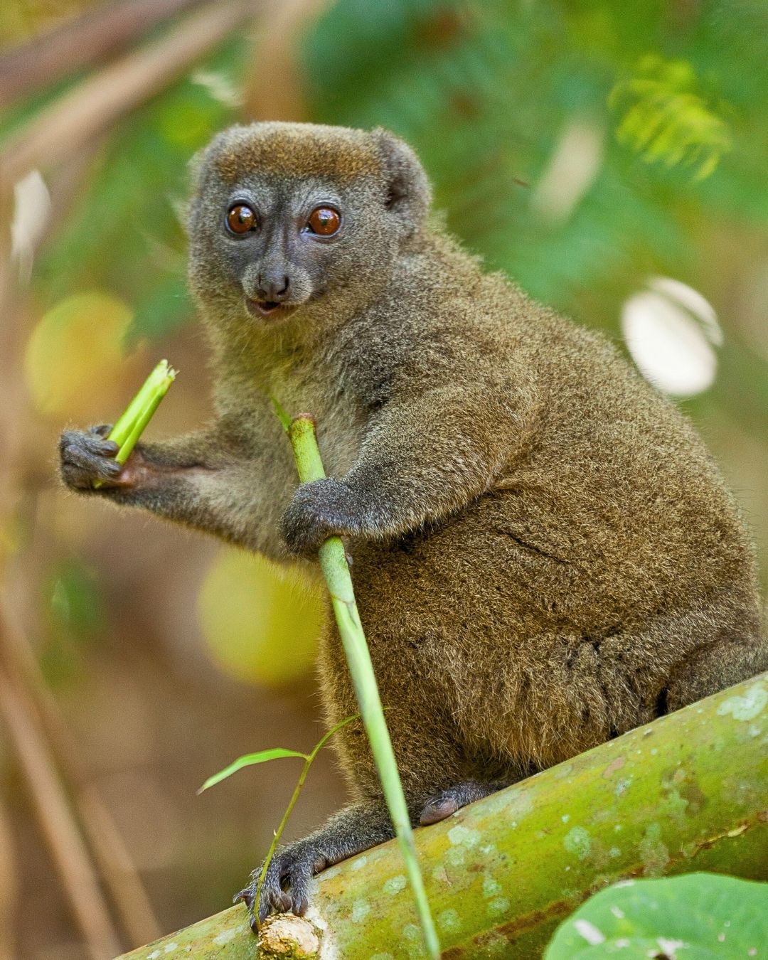 10 Endangered Rainforest Animals | Rainforest Alliance
