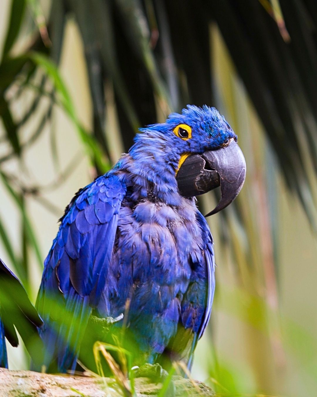 10 Endangered Rainforest Animals | Rainforest Alliance