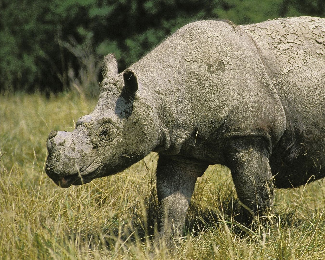 10 Endangered Rainforest Animals | Rainforest Alliance