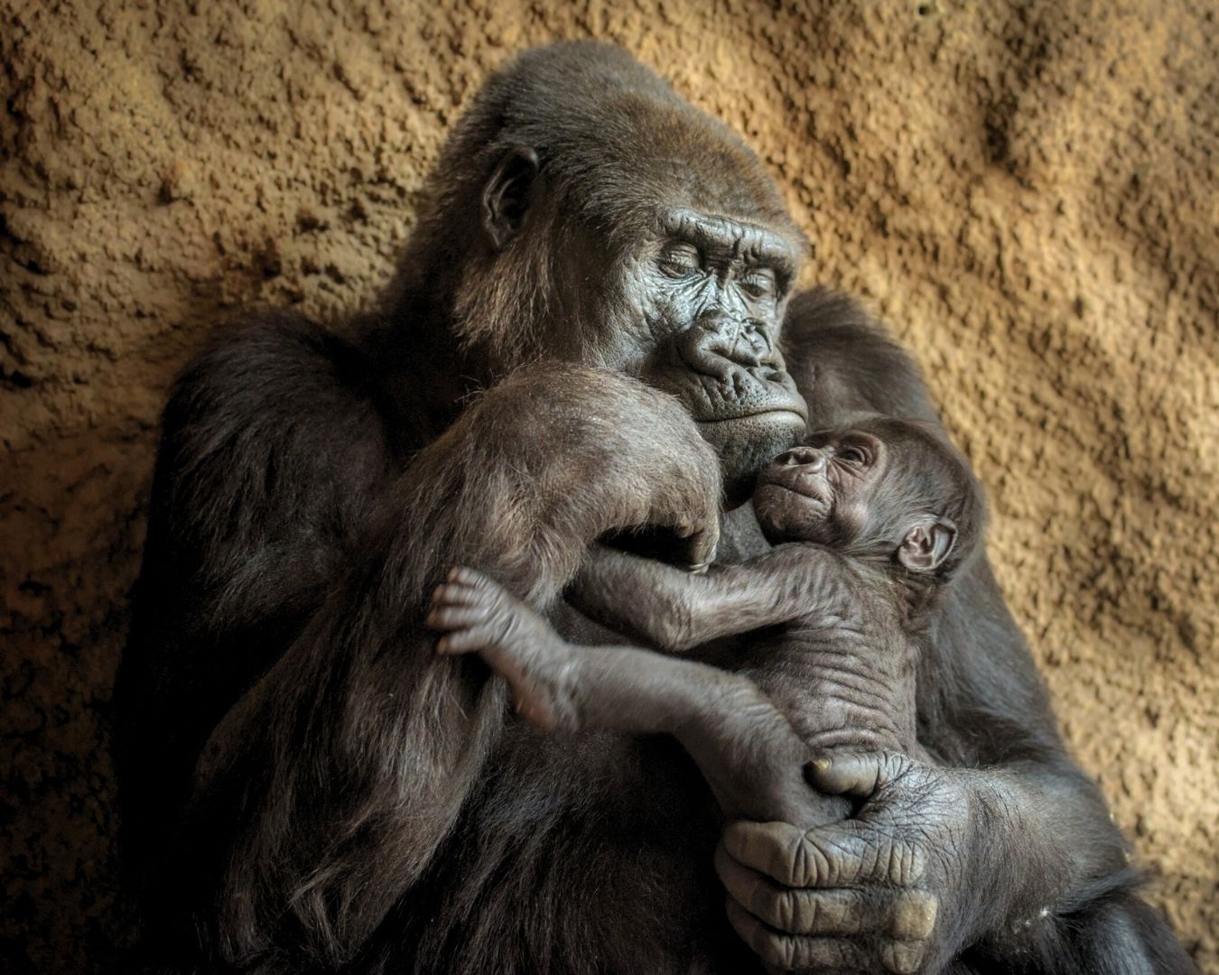 10 Endangered Rainforest Animals | Rainforest Alliance