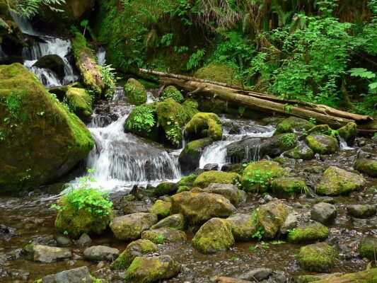 UTZ Certification (Now Part of the Rainforest Alliance) | Rainforest ...