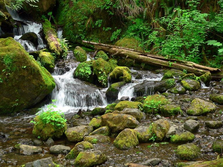 In Cameroon, Forests and Communities Need Each Other | Rainforest Alliance